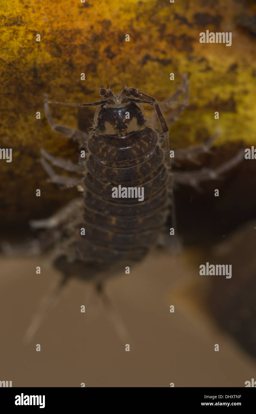 Water louse asellus aquaticus hi-res stock photography and images - Alamy