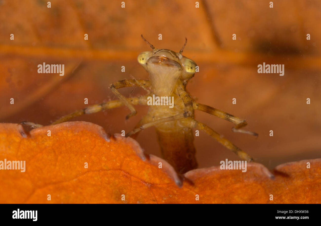 Pyrrhosoma nymphula large red damselfly nymph taken underwater in ...