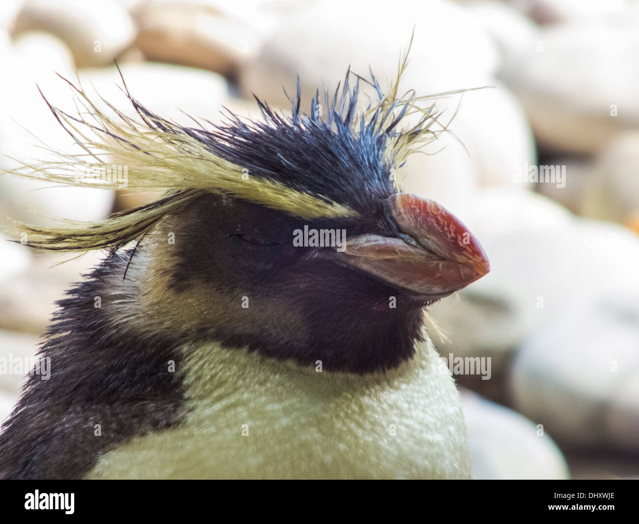 Rockhopper Penguin Swimming Stock Photos & Rockhopper Penguin Swimming ...