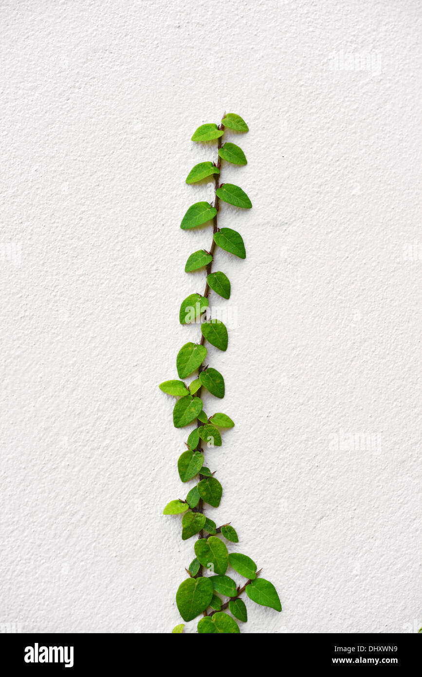 Ivy Isolated on White Stock Photo - Alamy