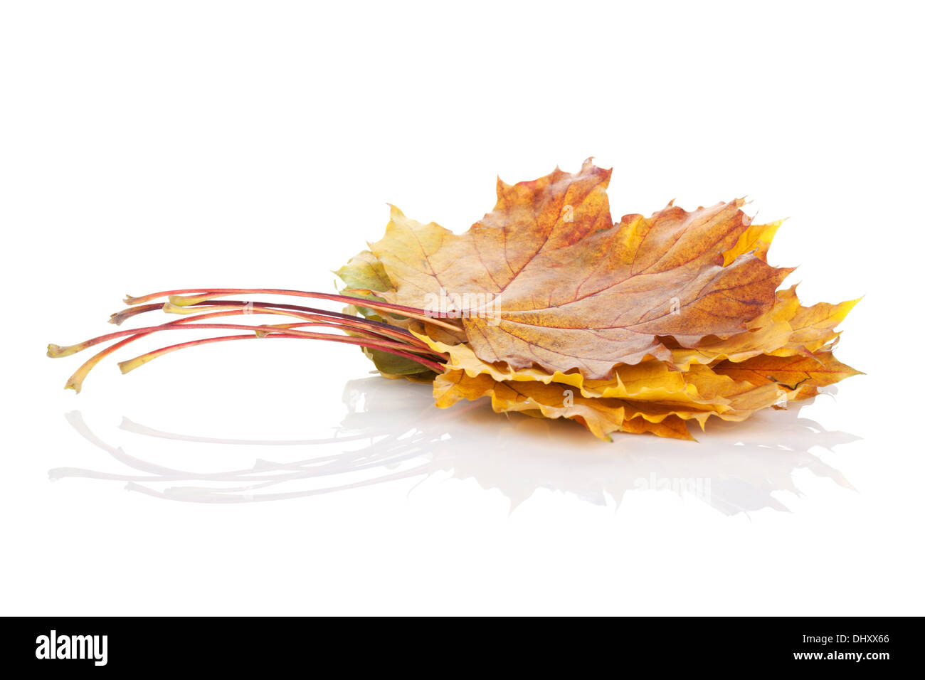 Colorful autumn maple leaves. Isolated on white background Stock Photo ...