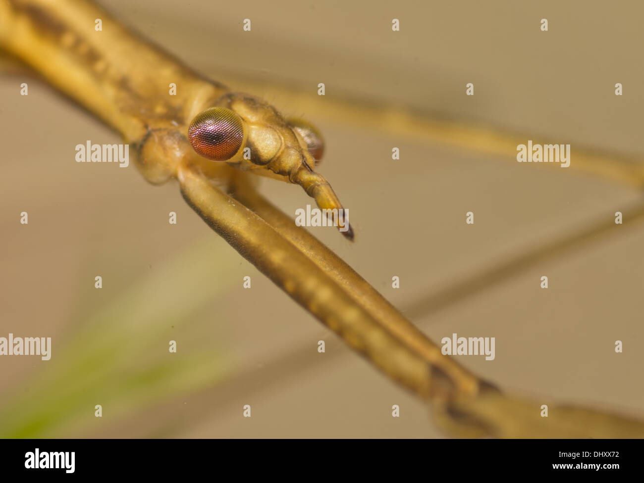 Water stick insect hi-res stock photography and images - Alamy