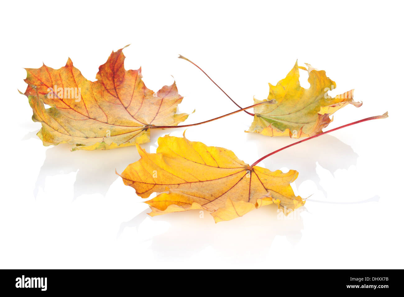 Colorful autumn maple leaves. Isolated on white background Stock Photo ...