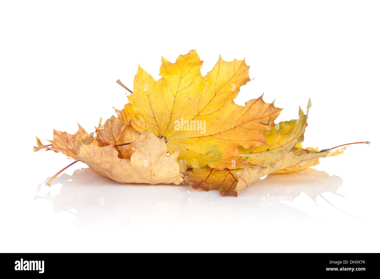 Colorful autumn maple leaves. Isolated on white background Stock Photo ...