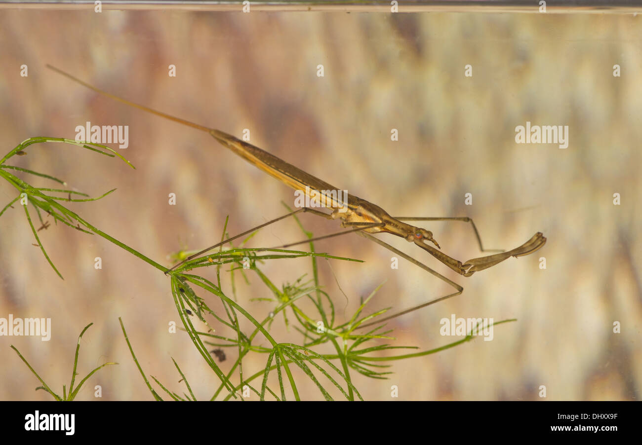 Water stick insect hi-res stock photography and images - Alamy