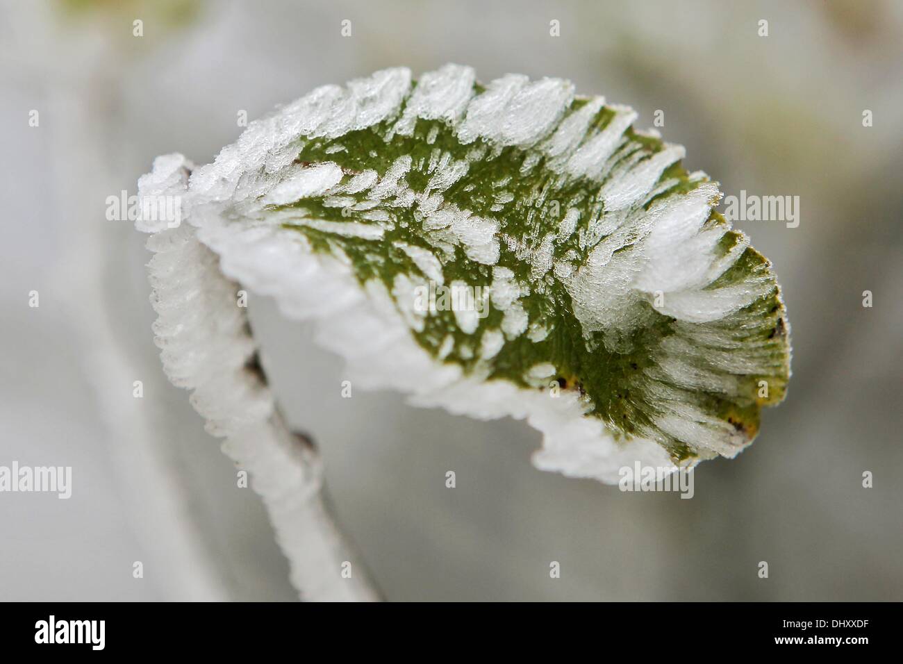 Schmitten, Germany. 16th Nov, 2013. A leave of a tree is covered with ...