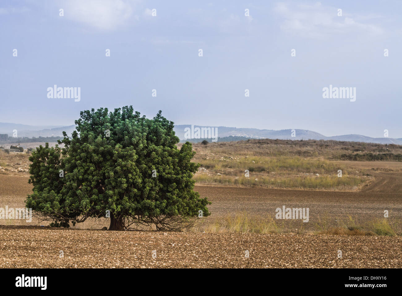 Beautiful photo lone tree in a field. Israel Stock Photo - Alamy