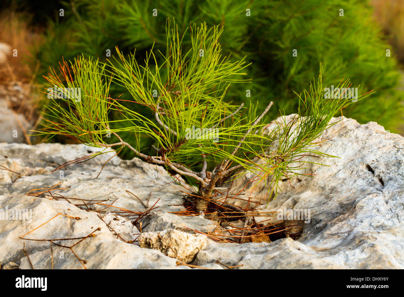 A beautiful photo of a young pine tree on a rock Stock Photo - Alamy