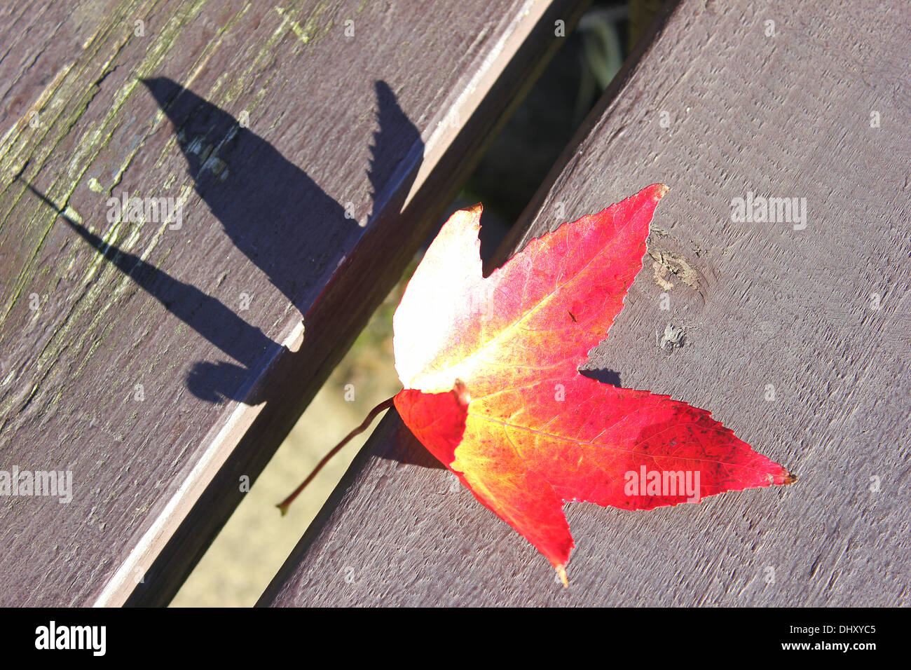 Single Maple Autumn Leaf Stock Photo - Alamy