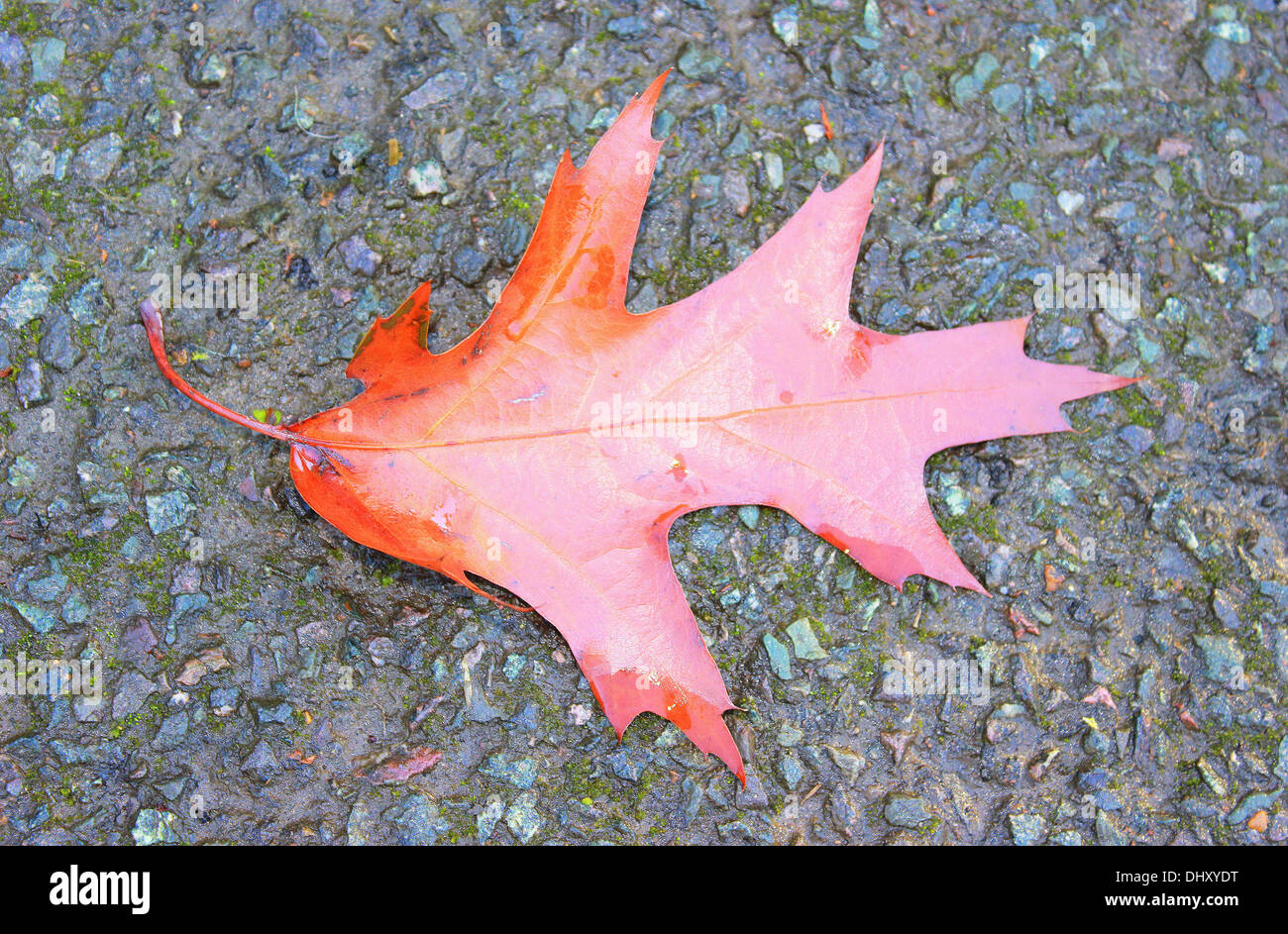 Single Winter Maple Leaf Stock Photo - Alamy