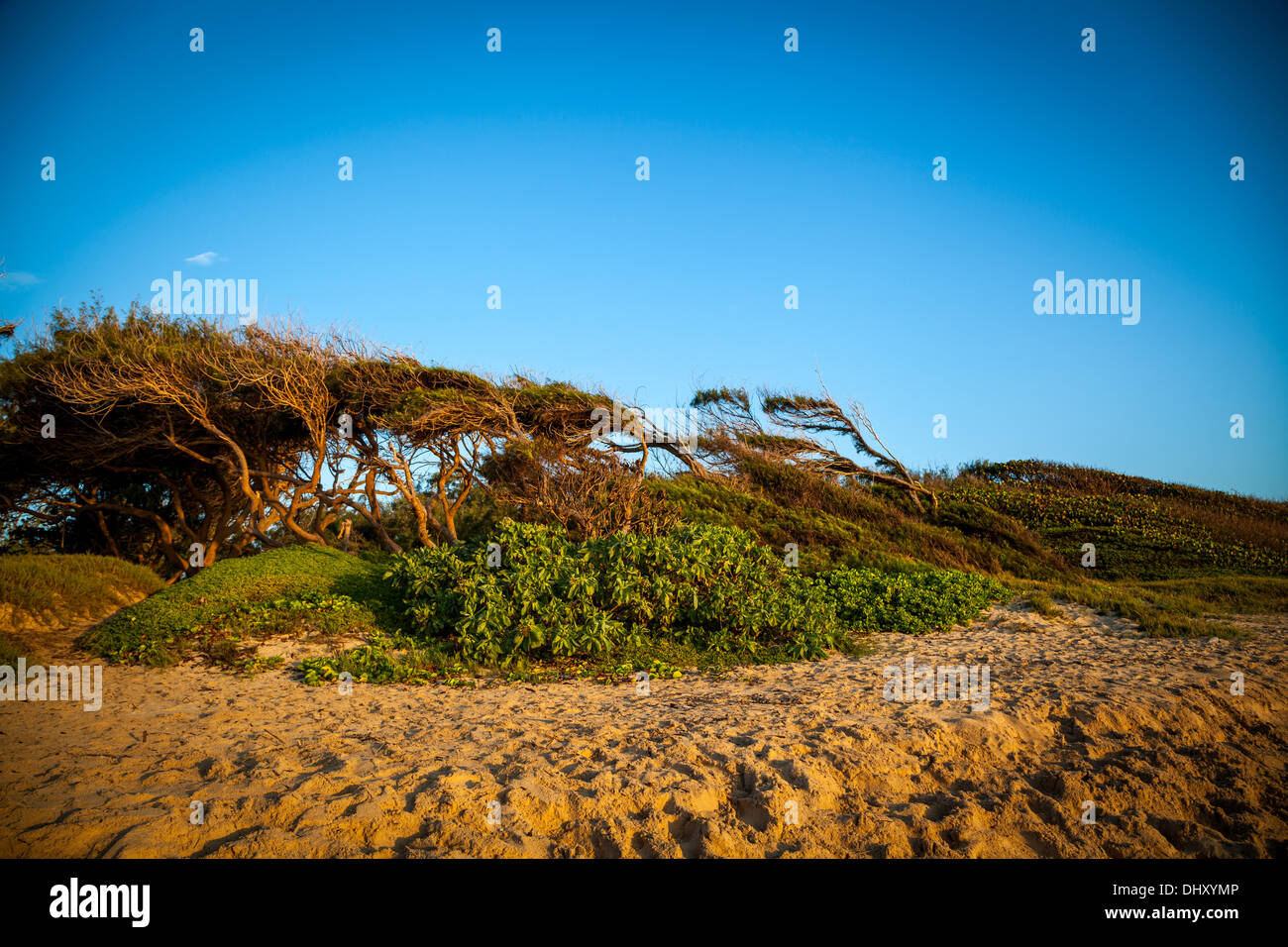 Wind swept trees hi-res stock photography and images - Alamy