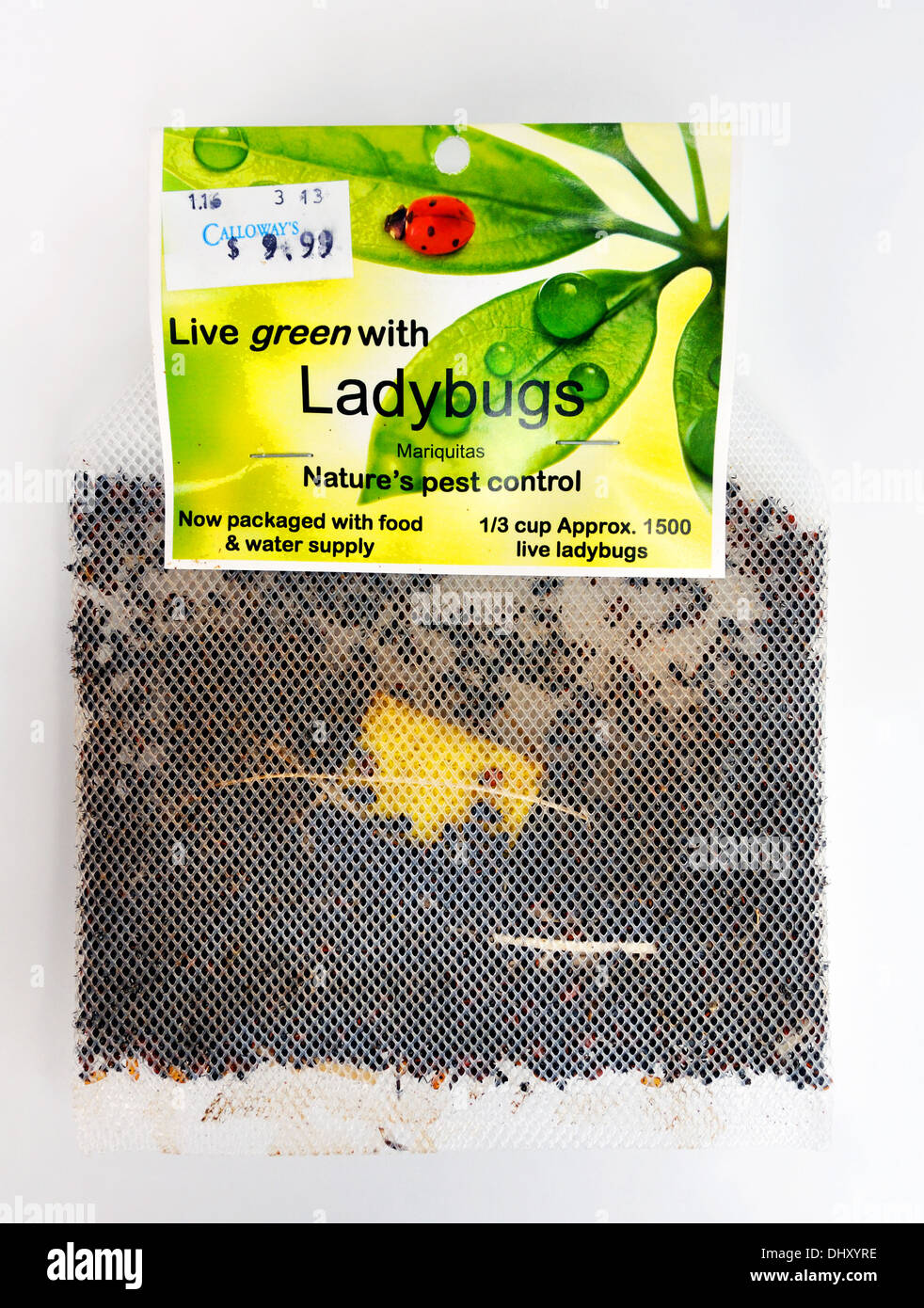 Live lady bug colony in package for sale Stock Photo - Alamy