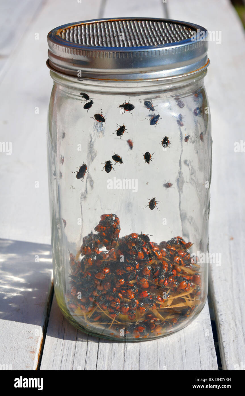 Ladybug colony hi-res stock photography and images - Alamy