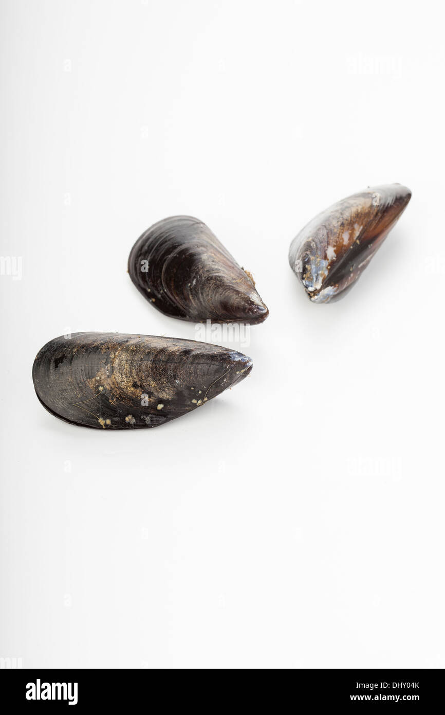 tasty raw mussels isolated over white Stock Photo - Alamy