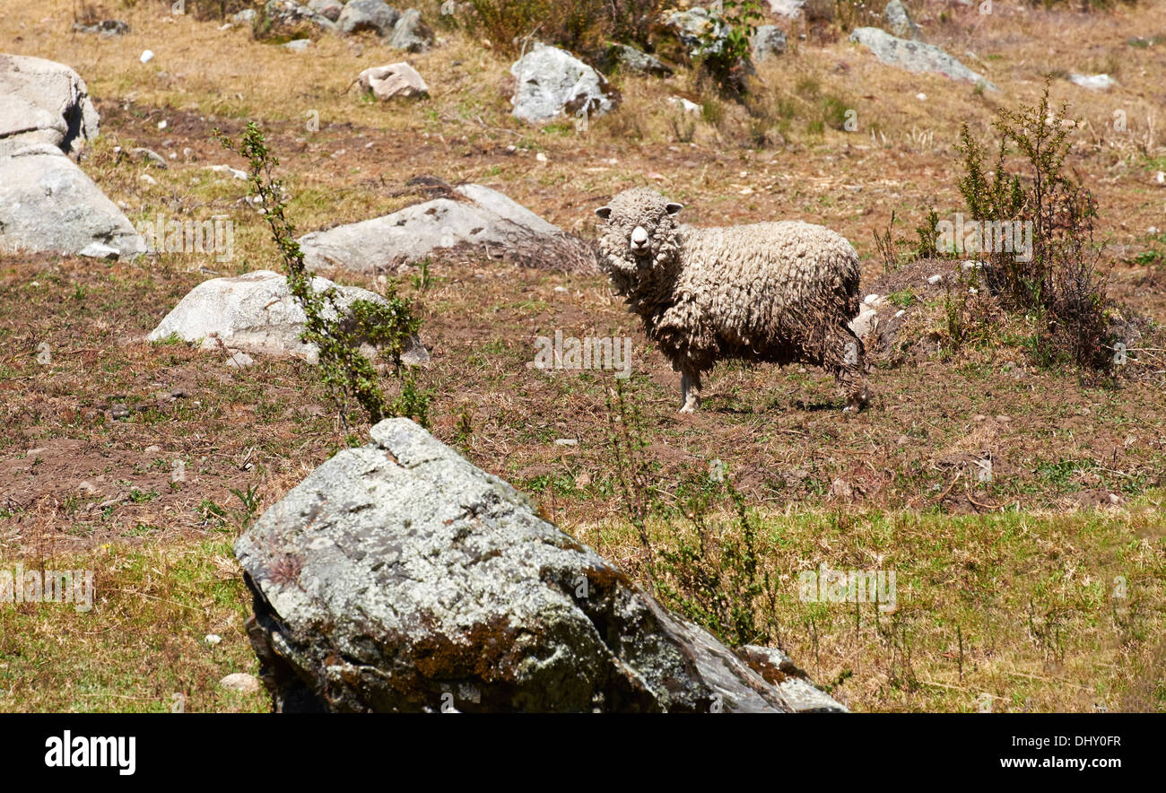 Sheep, livestock in the Peruvian Andes Stock Photo - Alamy