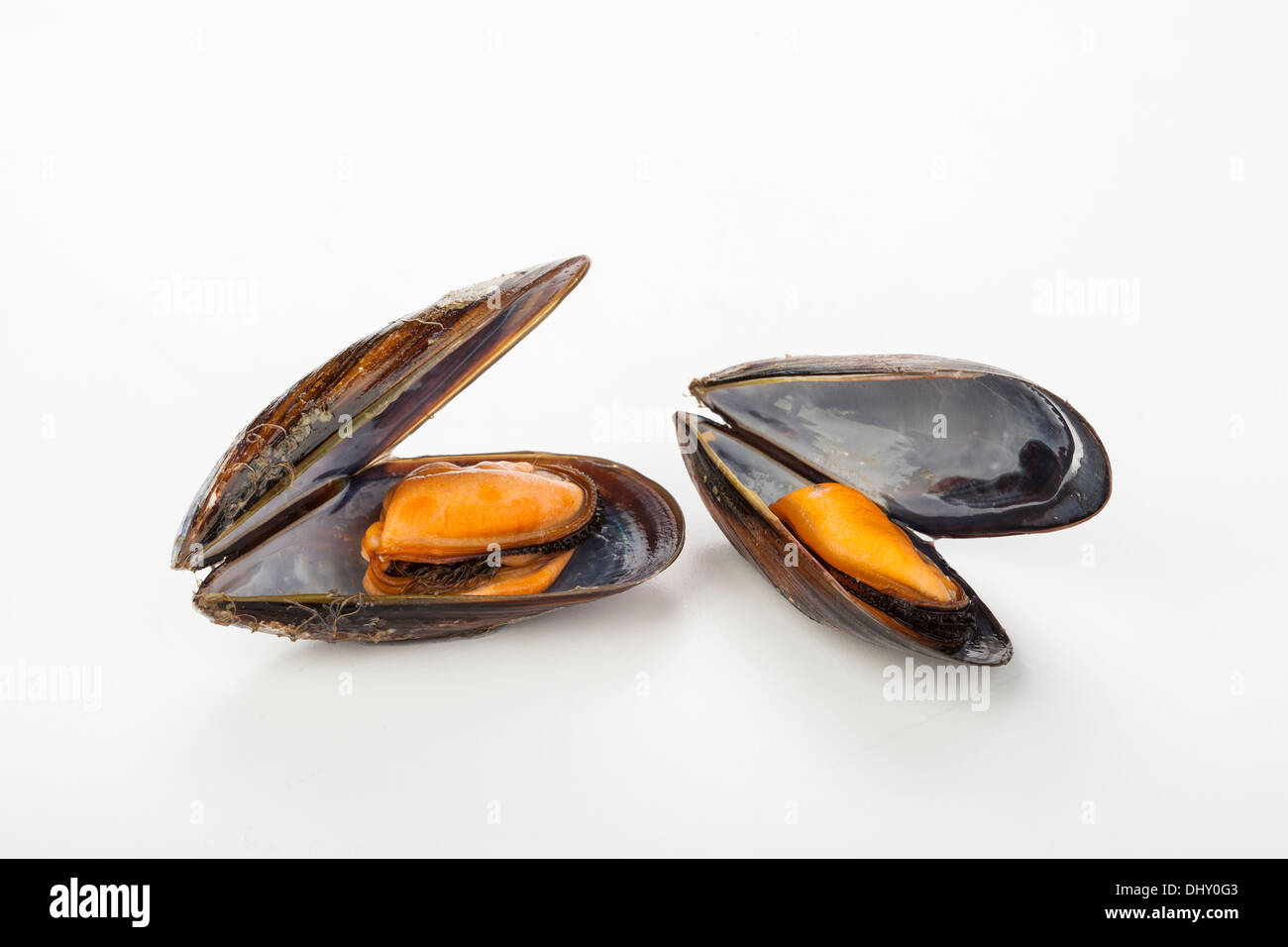 tasty coocked mussels isolated over white Stock Photo - Alamy