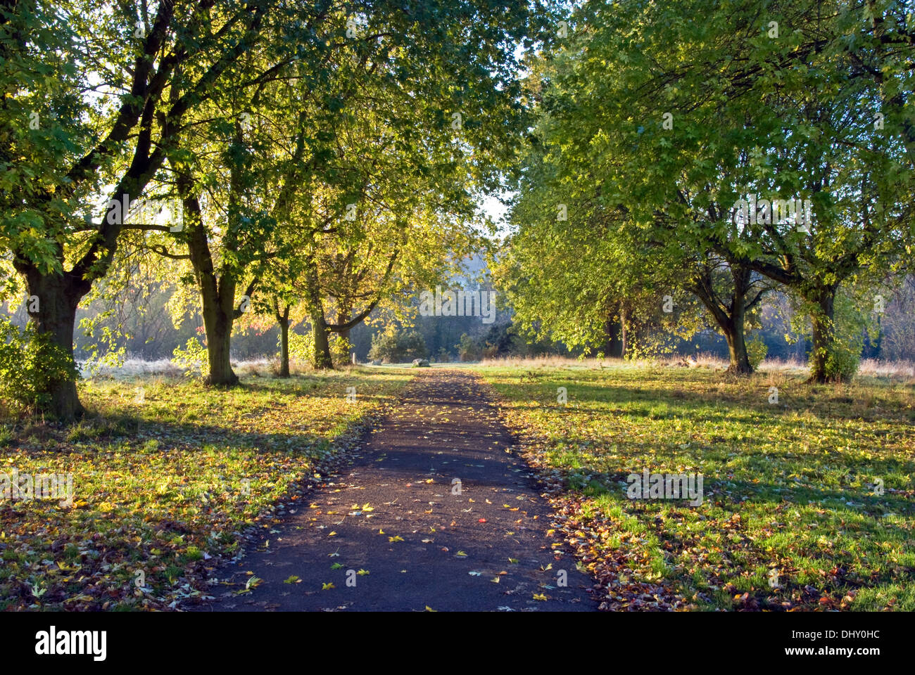 Sunlight shining through Autumn trees Stock Photo - Alamy