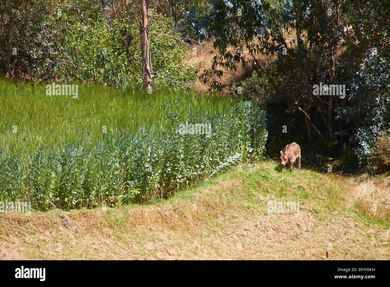 Calf on Farmland in the Peruvian Andes, South America Stock Photo - Alamy
