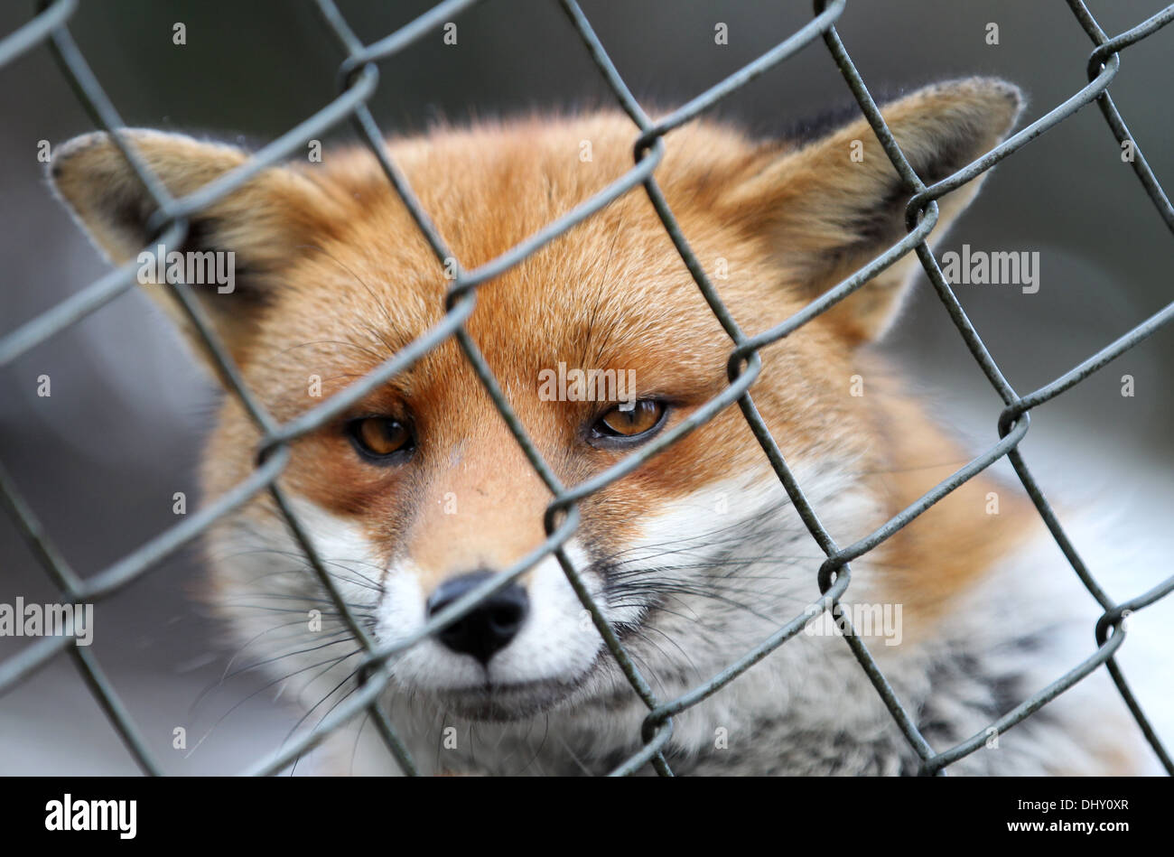 Fox looking through wire fence Stock Photo - Alamy