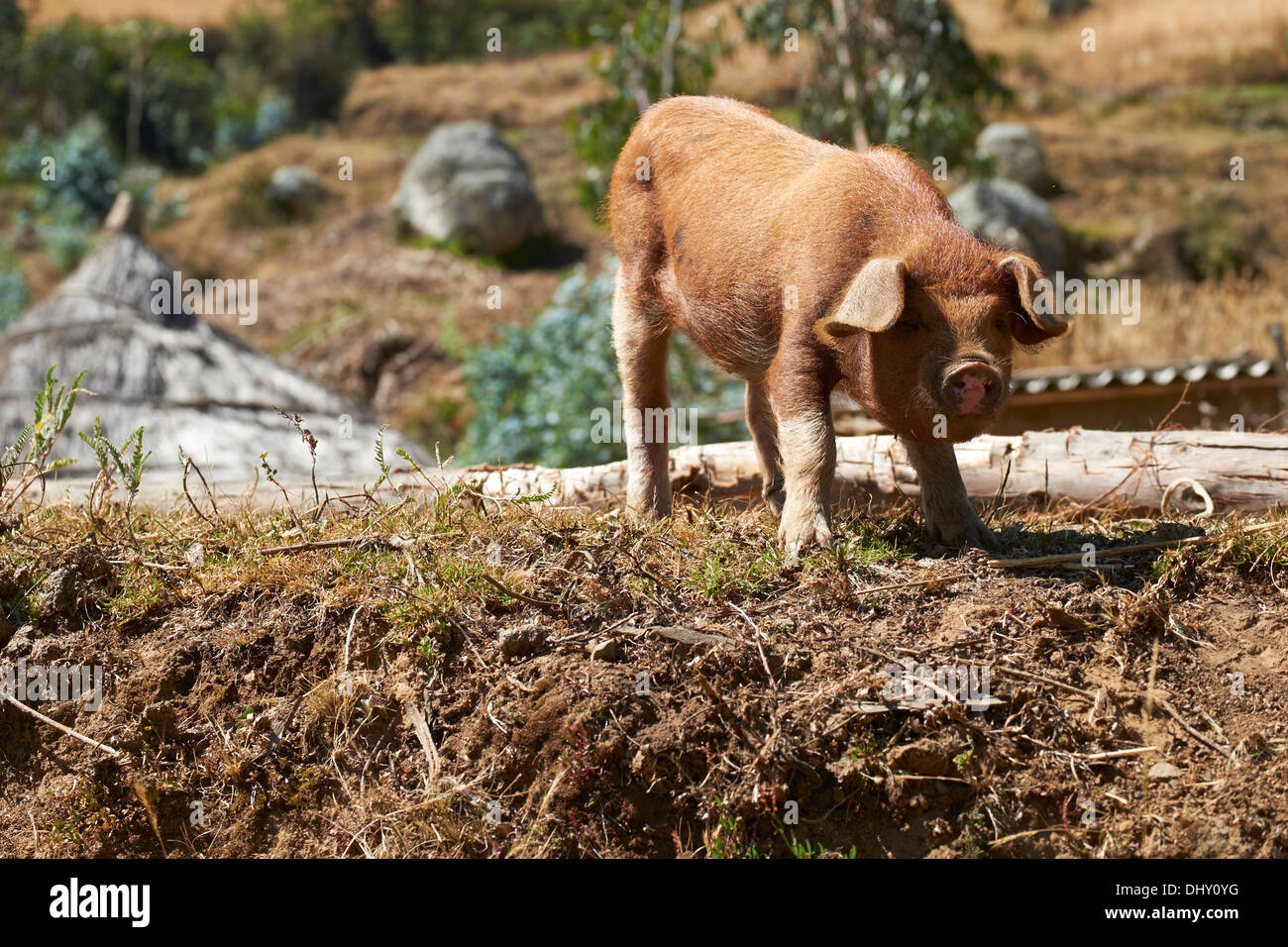 Pigs on Farmland in the Peruvian Andes, South America Stock Photo - Alamy