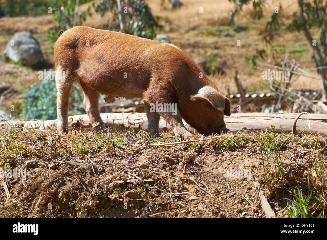 Pigs on Farmland in the Peruvian Andes, South America Stock Photo - Alamy