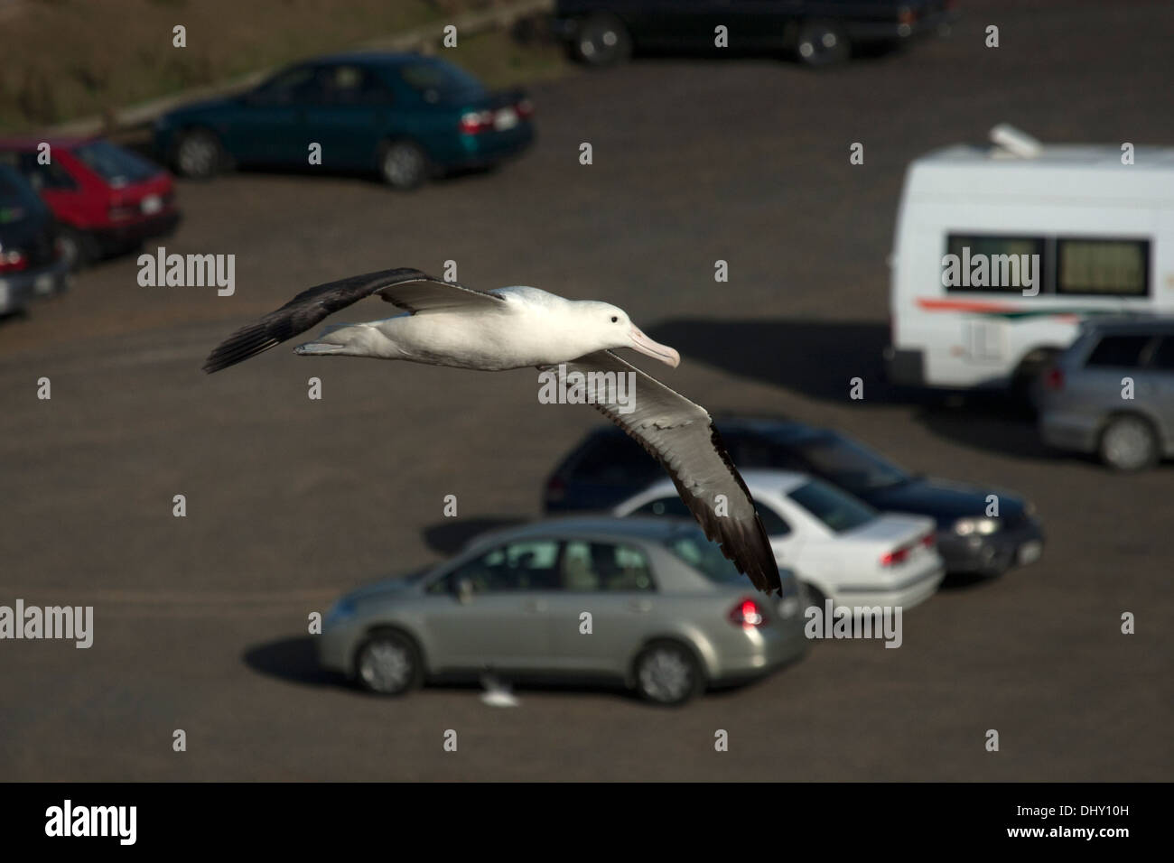 Albatross car hi-res stock photography and images - Alamy