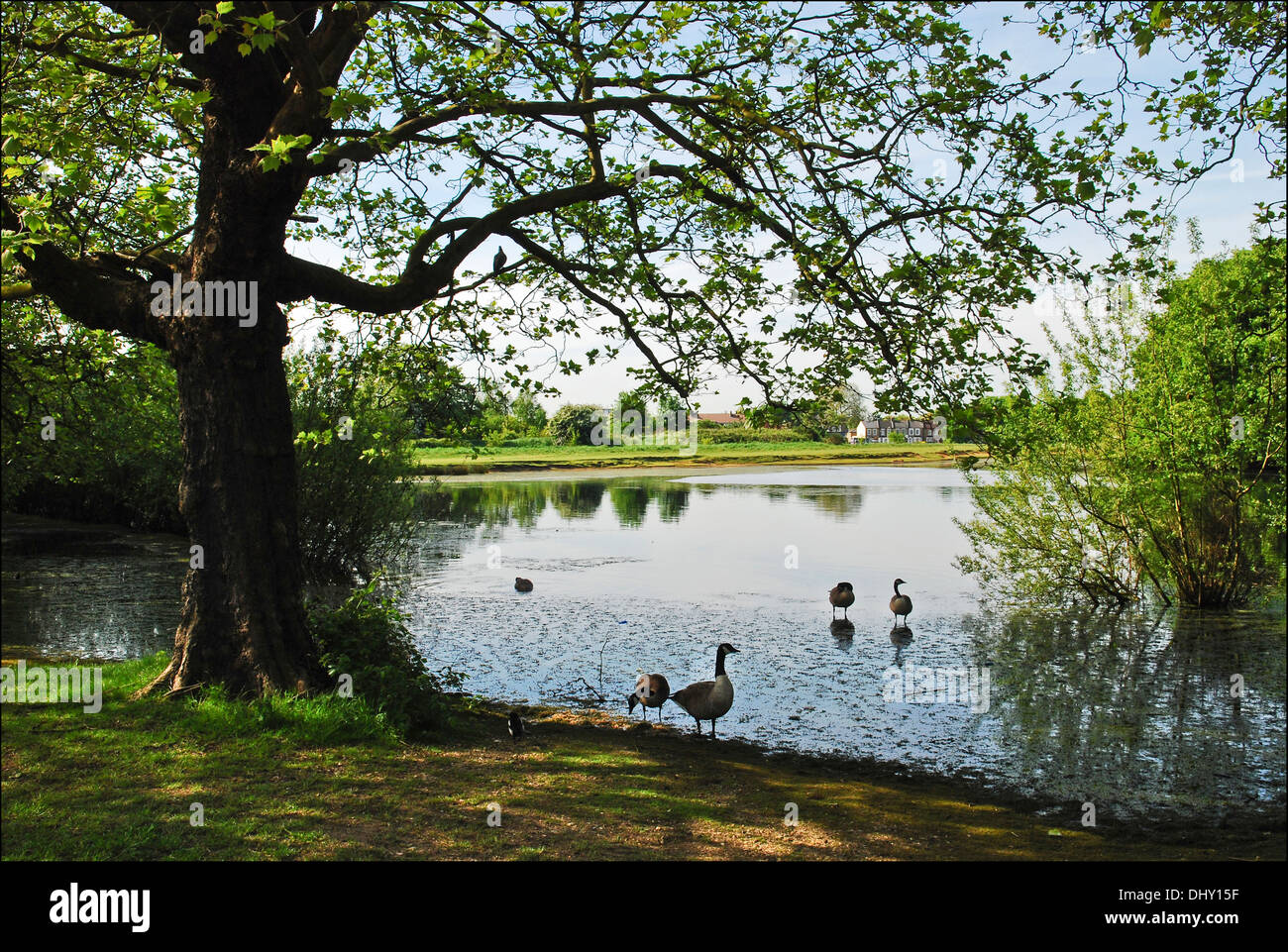 Lake alexandra hi-res stock photography and images - Alamy
