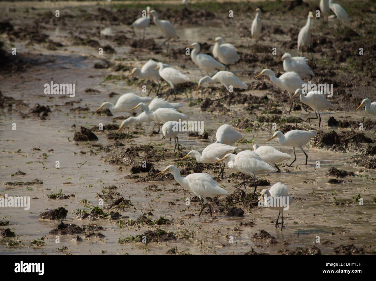 Searching for rice hi-res stock photography and images - Alamy