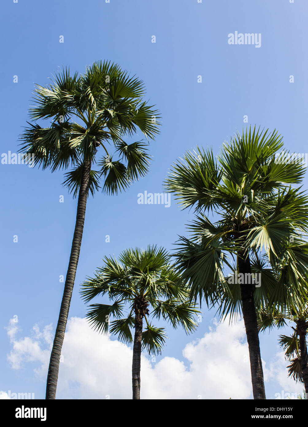 Sugar palm trees on the blue sky background Stock Photo - Alamy