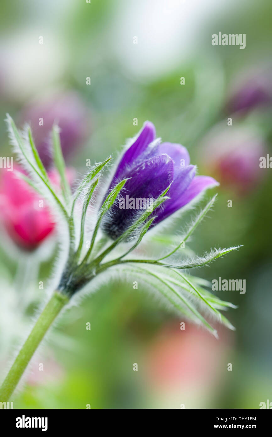 Single Spring Blue Pasque Flower Stock Photo - Alamy