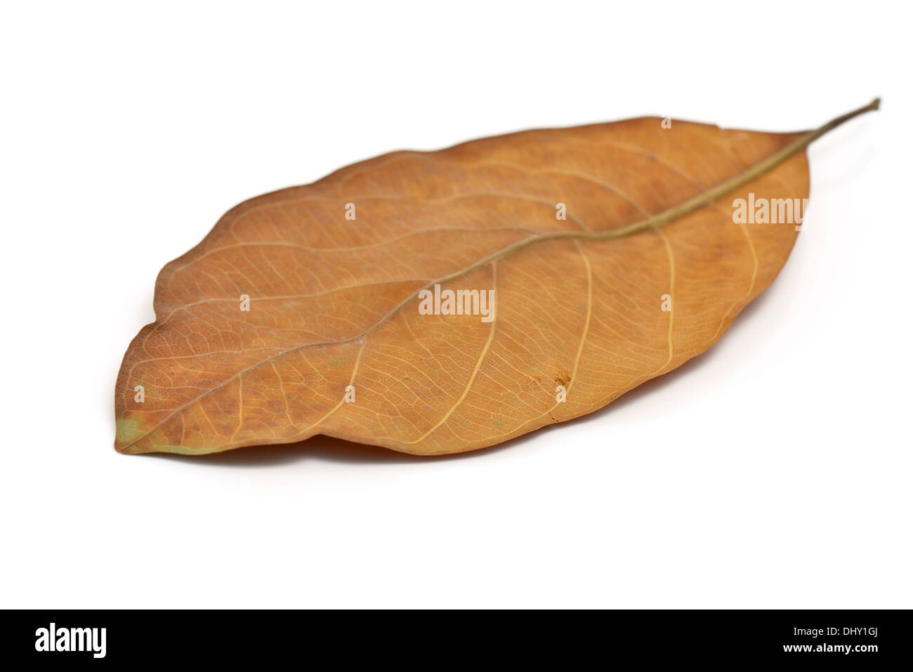 Dried leaf isolated on white hi-res stock photography and images - Alamy