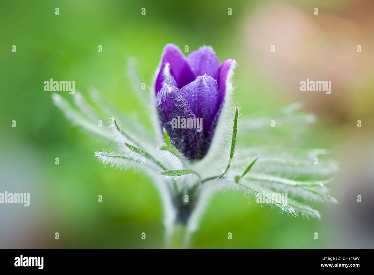 Single Spring Blue Pasque Flower Stock Photo - Alamy