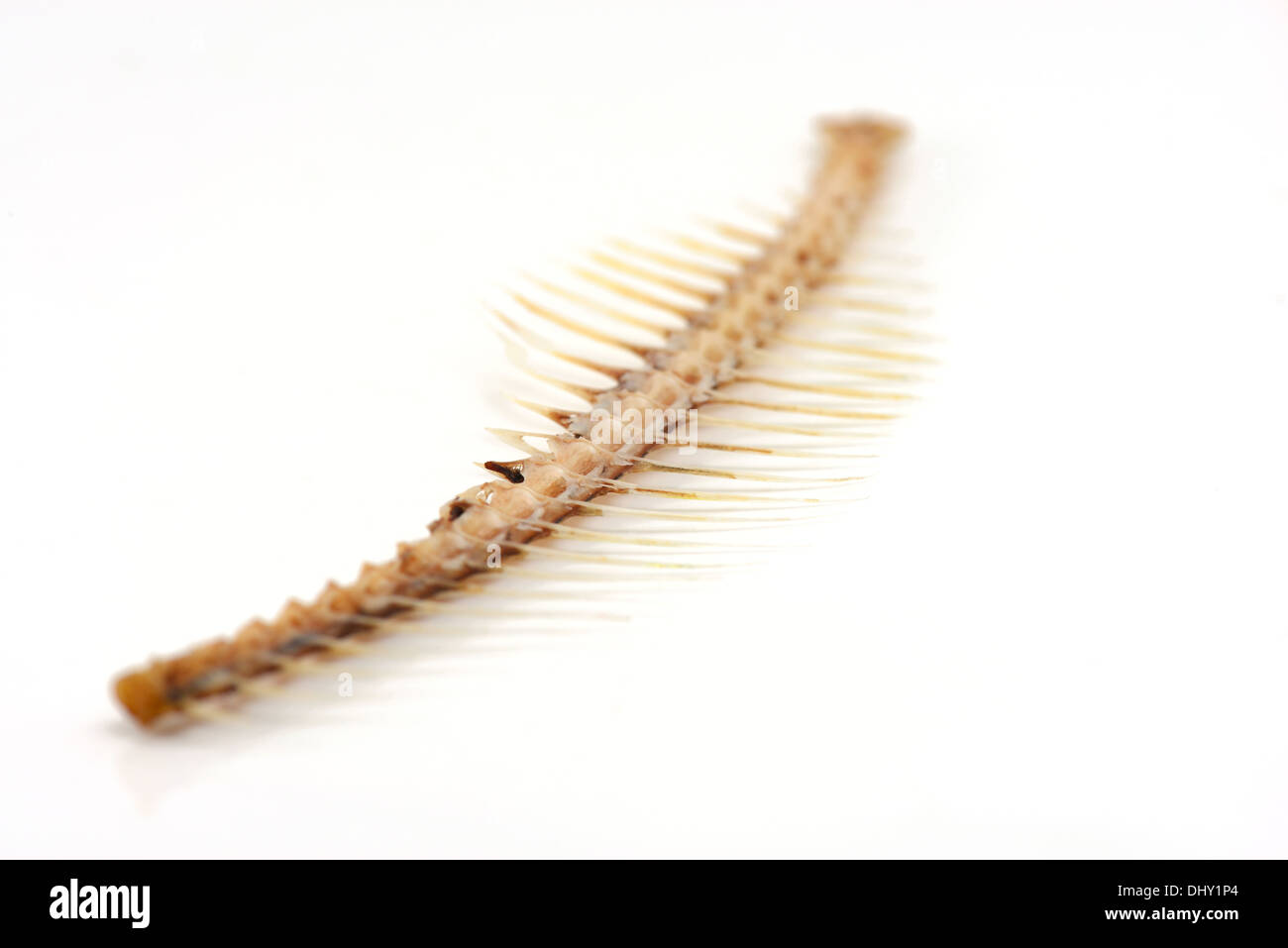 Fishbone Isolated on White Stock Photo - Alamy
