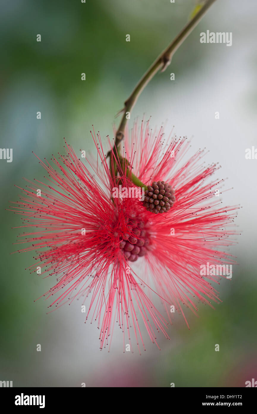 Powder puff flower hi-res stock photography and images - Alamy