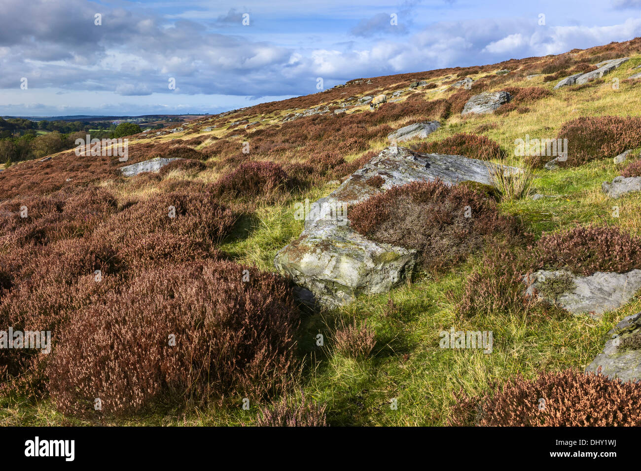 Heather in bloom over the undulating landscape of the North York Moors ...