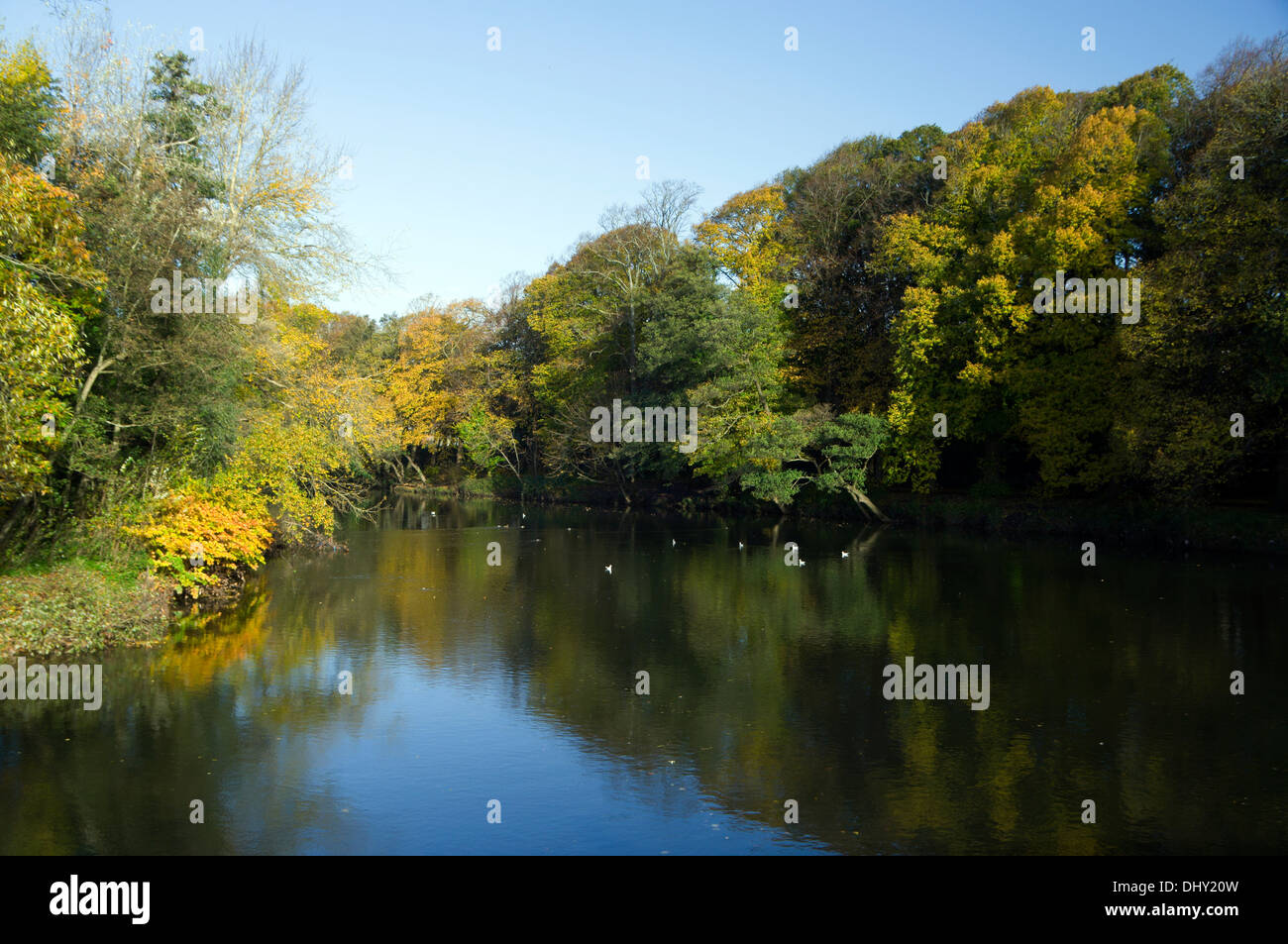 River Taff and Autumn colours, Blackweir, Pontcanna, Cardiff, Wales ...