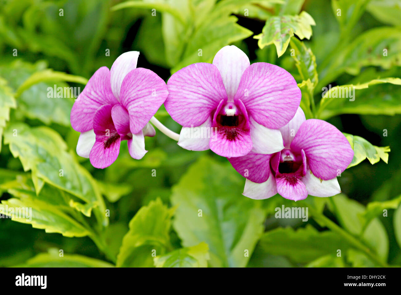 Zoom The Picture Violet orchid in a garden Stock Photo - Alamy