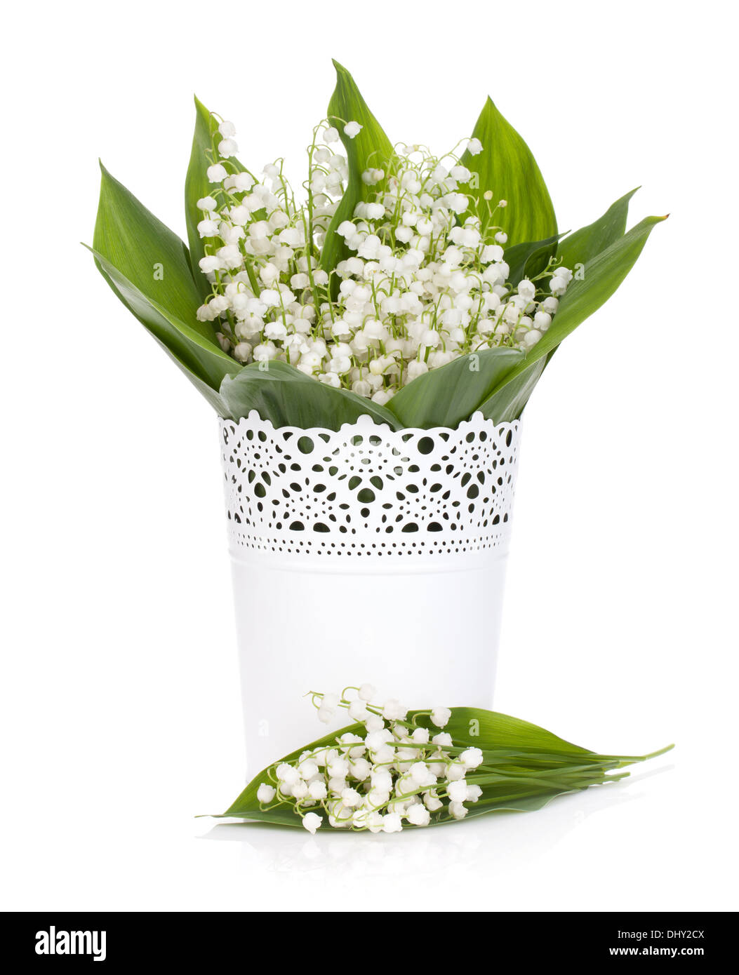 Lily of the valley in flower pot. Isolated on white background Stock ...