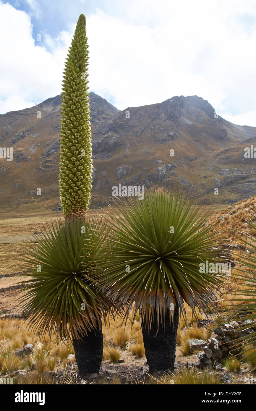 Puya Raimondii Plants high up in the Peruvian Andes, South America ...