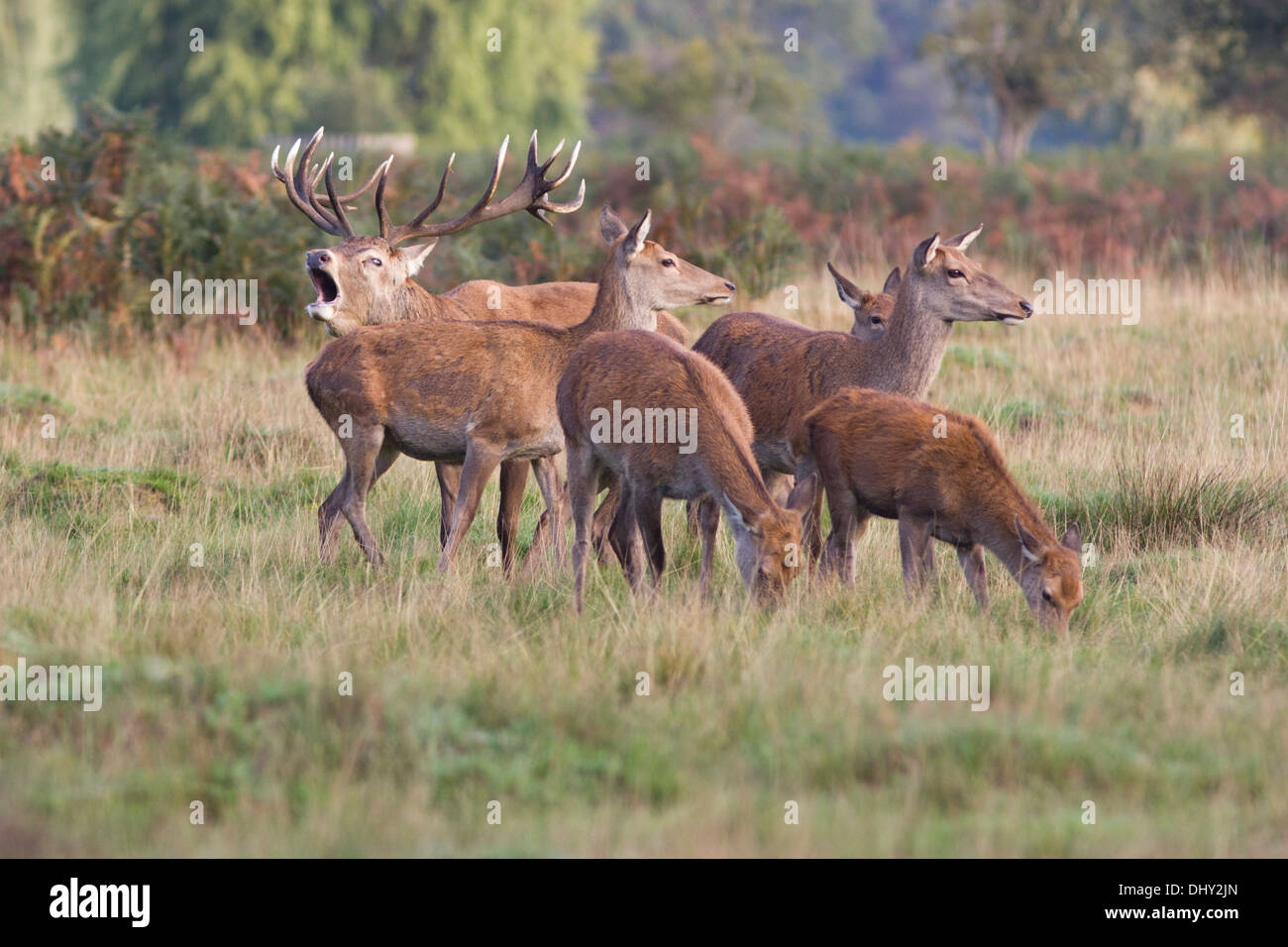 Red Deer in the British countryside during the rut. October Stock Photo ...