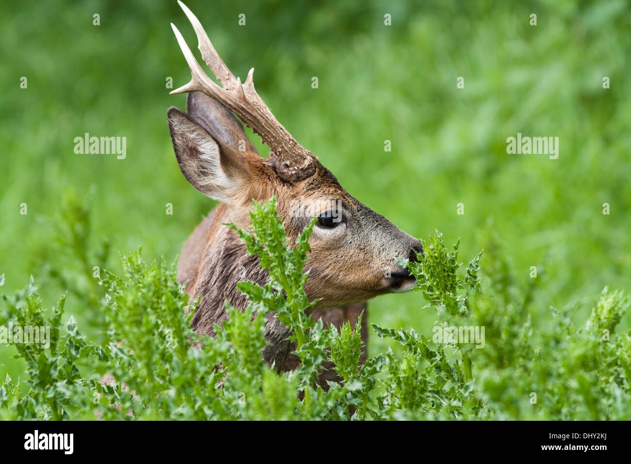 European Roe Deer in the British countryside. May Stock Photo - Alamy
