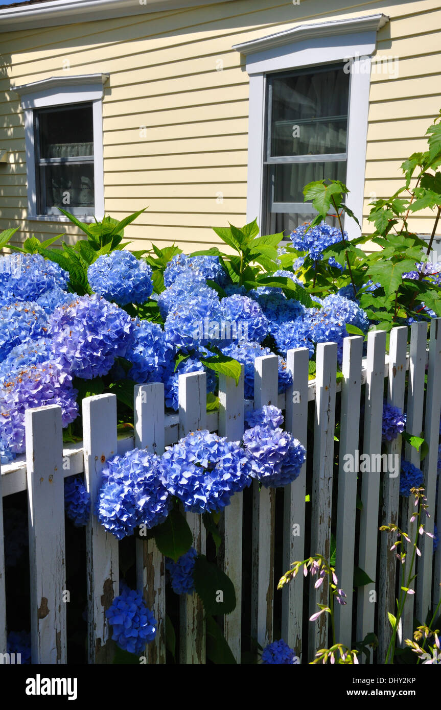 Blue hydrangea fence hi-res stock photography and images - Alamy