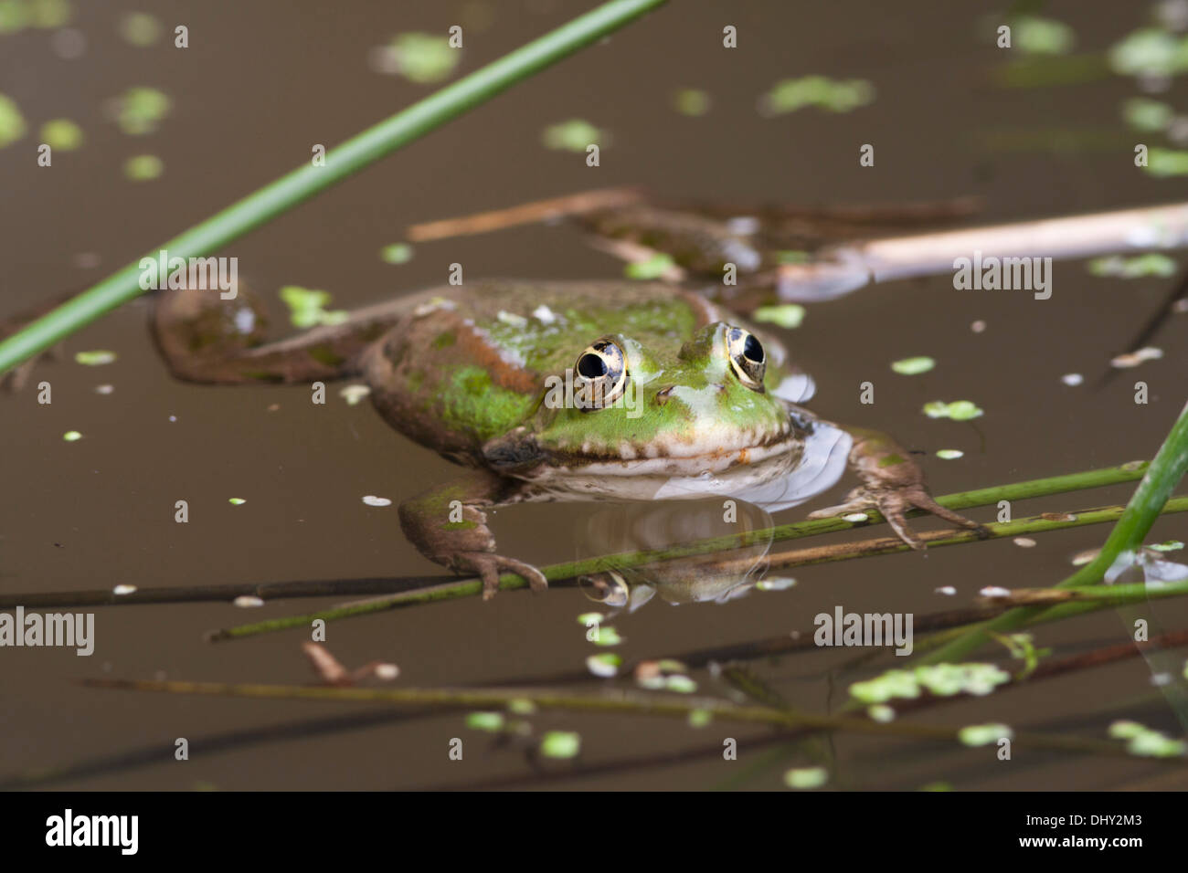Marsh Frog in the UK. May Stock Photo - Alamy