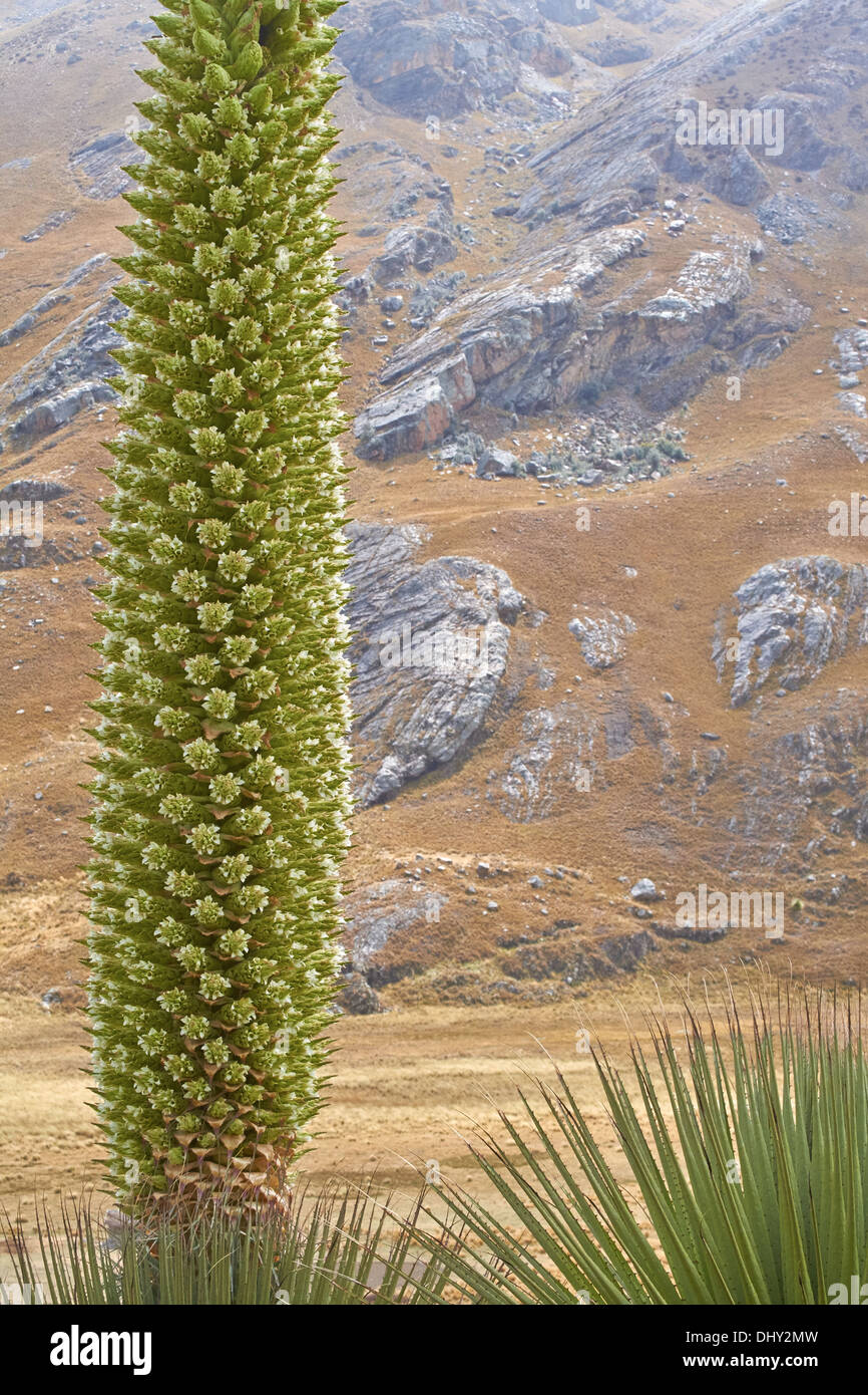 Puya Bromeliad Stock Photos & Puya Bromeliad Stock Images - Alamy