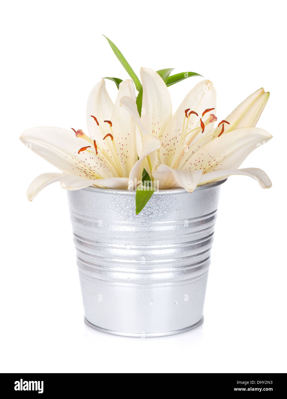 White lily flowers in bucket. Isolated on white background Stock Photo ...