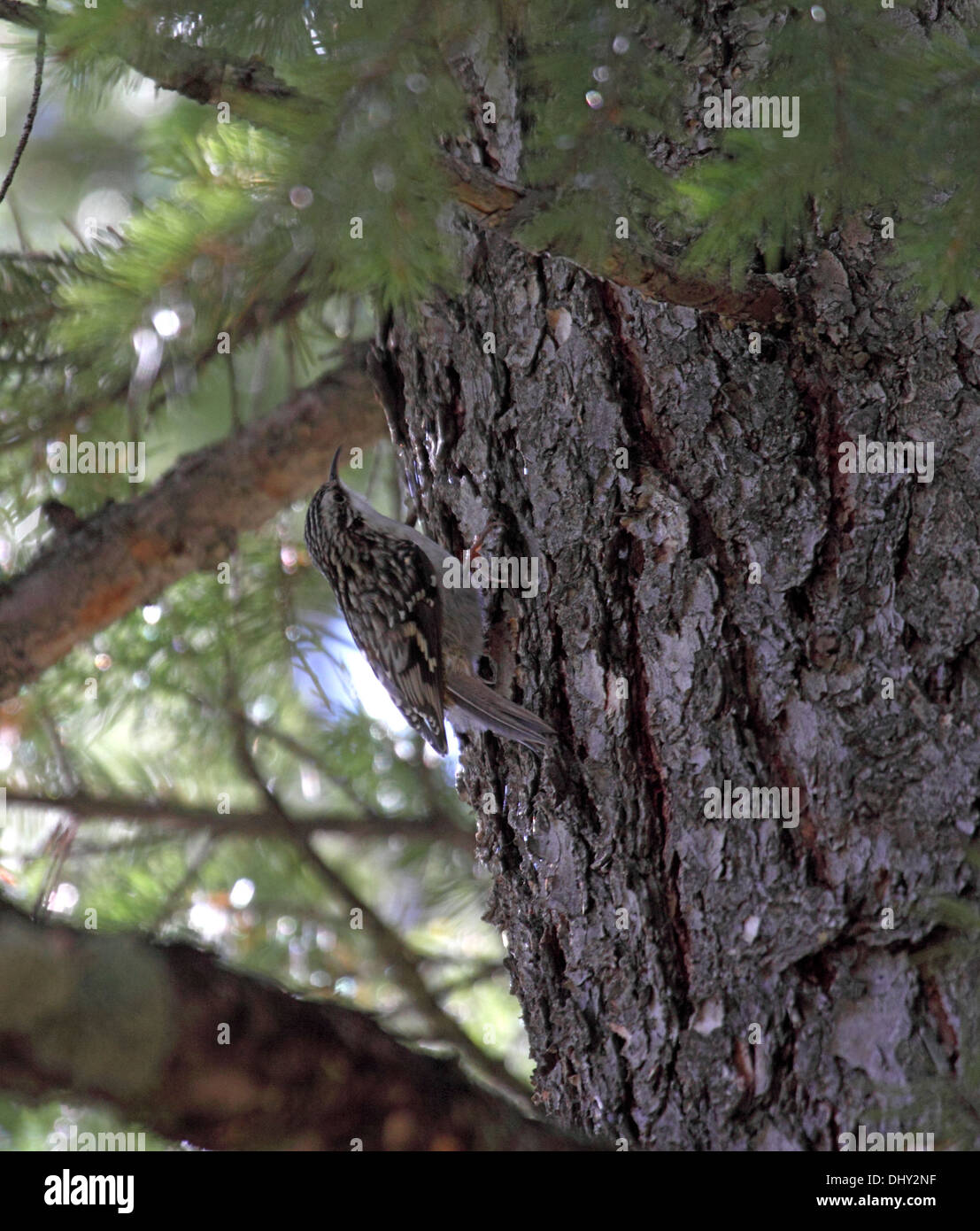 Creepers on tree trunk hi-res stock photography and images - Alamy