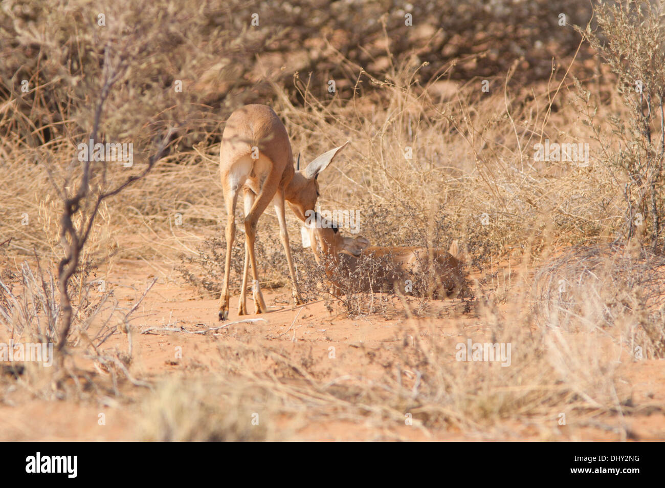 Mating antelope hi-res stock photography and images - Alamy
