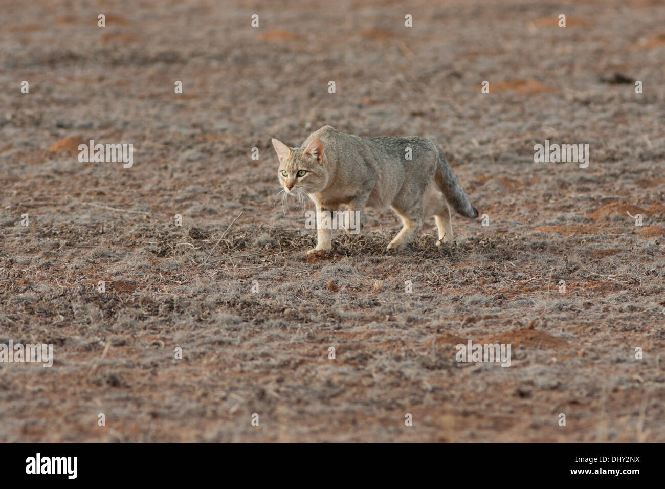 African Wildcat (felis sylvestris lybica) stalking a prey in the ...