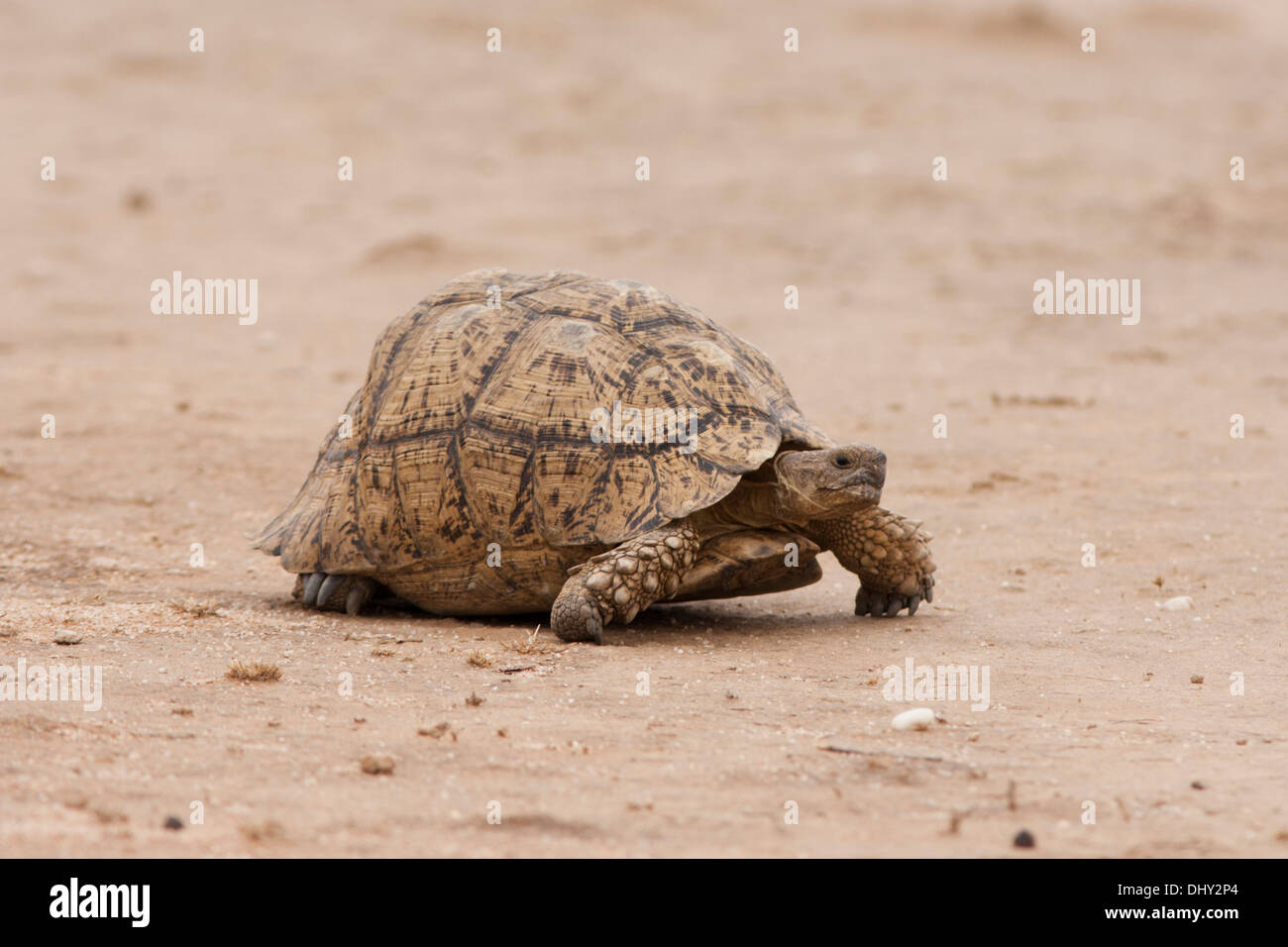 Leopard Tortoise walking in the Kalahari desert Stock Photo - Alamy