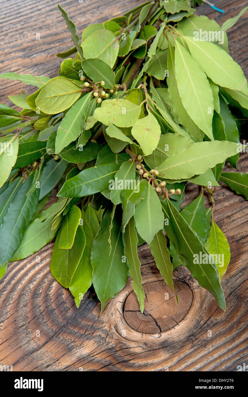 Bay branch hi-res stock photography and images - Alamy